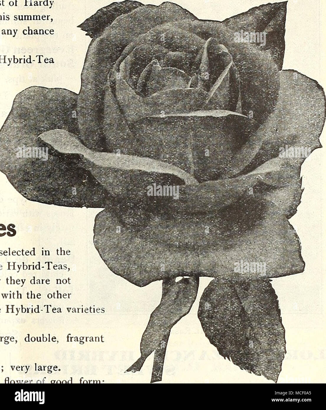 . Rose J. B. Clakk. deneral Jacqueminot. Brilliant scarlet-crimson; an ...