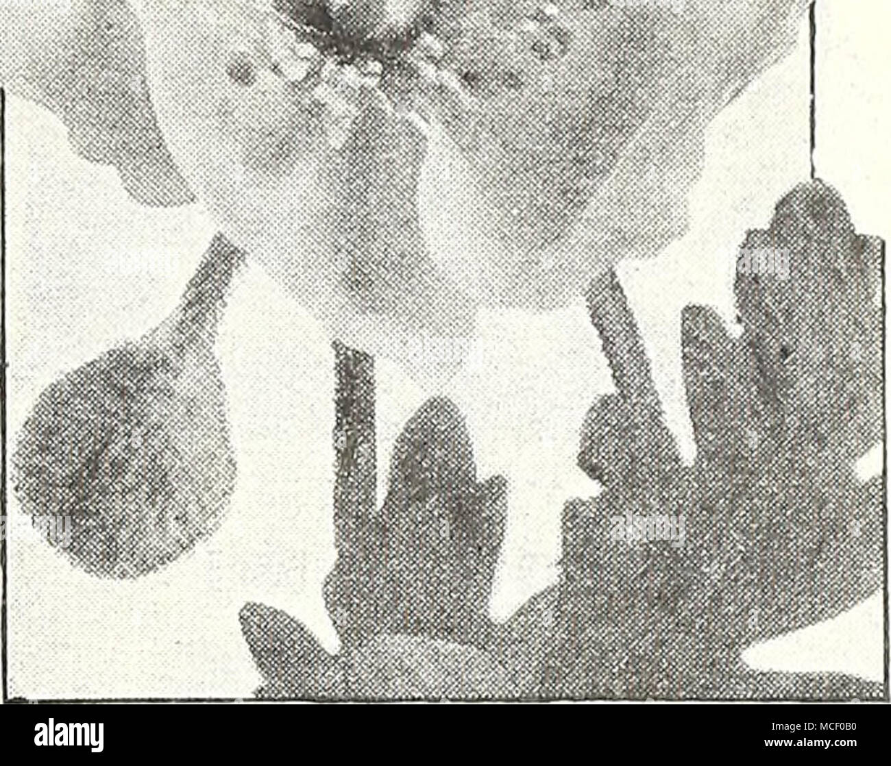 . Papaver amurense—^Yellow Wonder Poppy Hssrdy Iceland Poppies f^^'] A ...