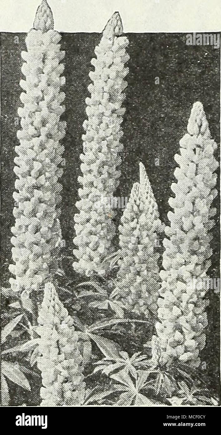 Lupinus russell hybrid hi-res stock photography and images - Alamy