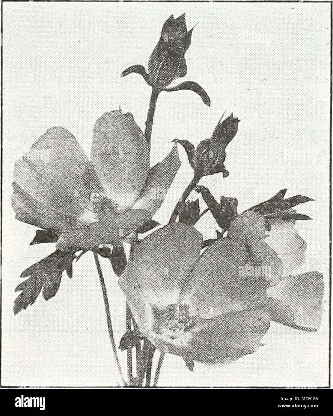 . Callirhoe—Poppy Mallow Callirhoe-Poppr Maiioiv [hpi 1624 Involucrata ...