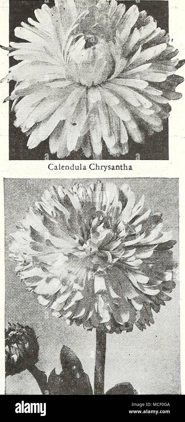 . Calendula, Yellow Colossal Calliopsis ® Hardy annuals of easiest ...