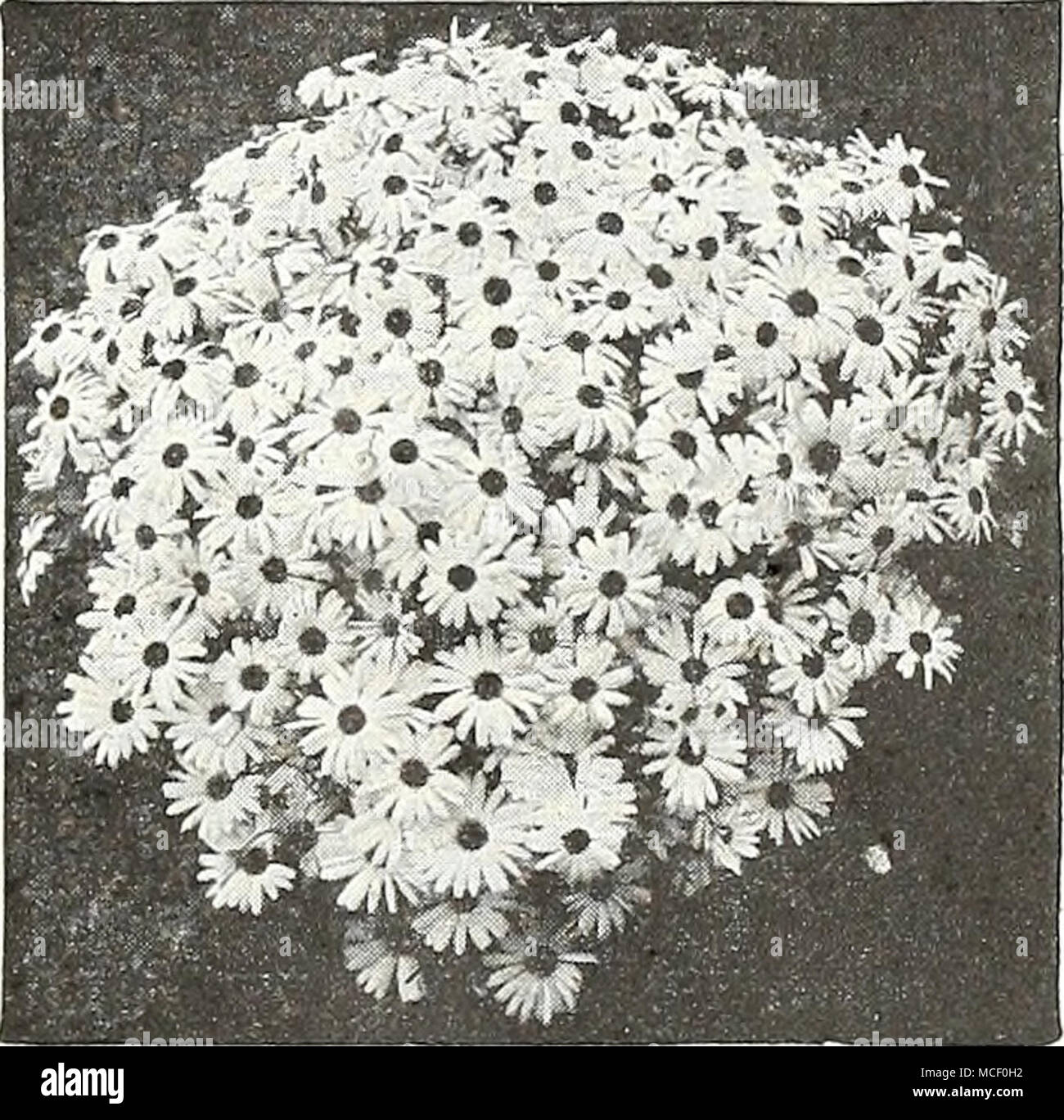 . Brachycome—Swan River Daisy Brachycome ® A Stcan River Daisy 1521 ...