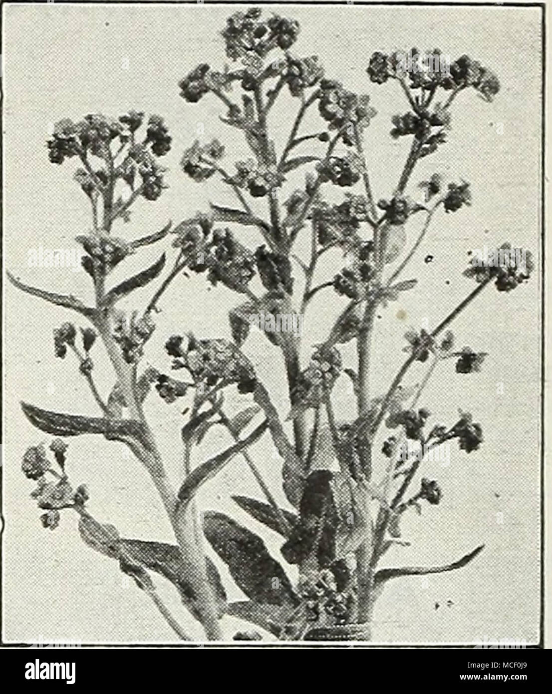 Cape forget me not hi-res stock photography and images - Alamy