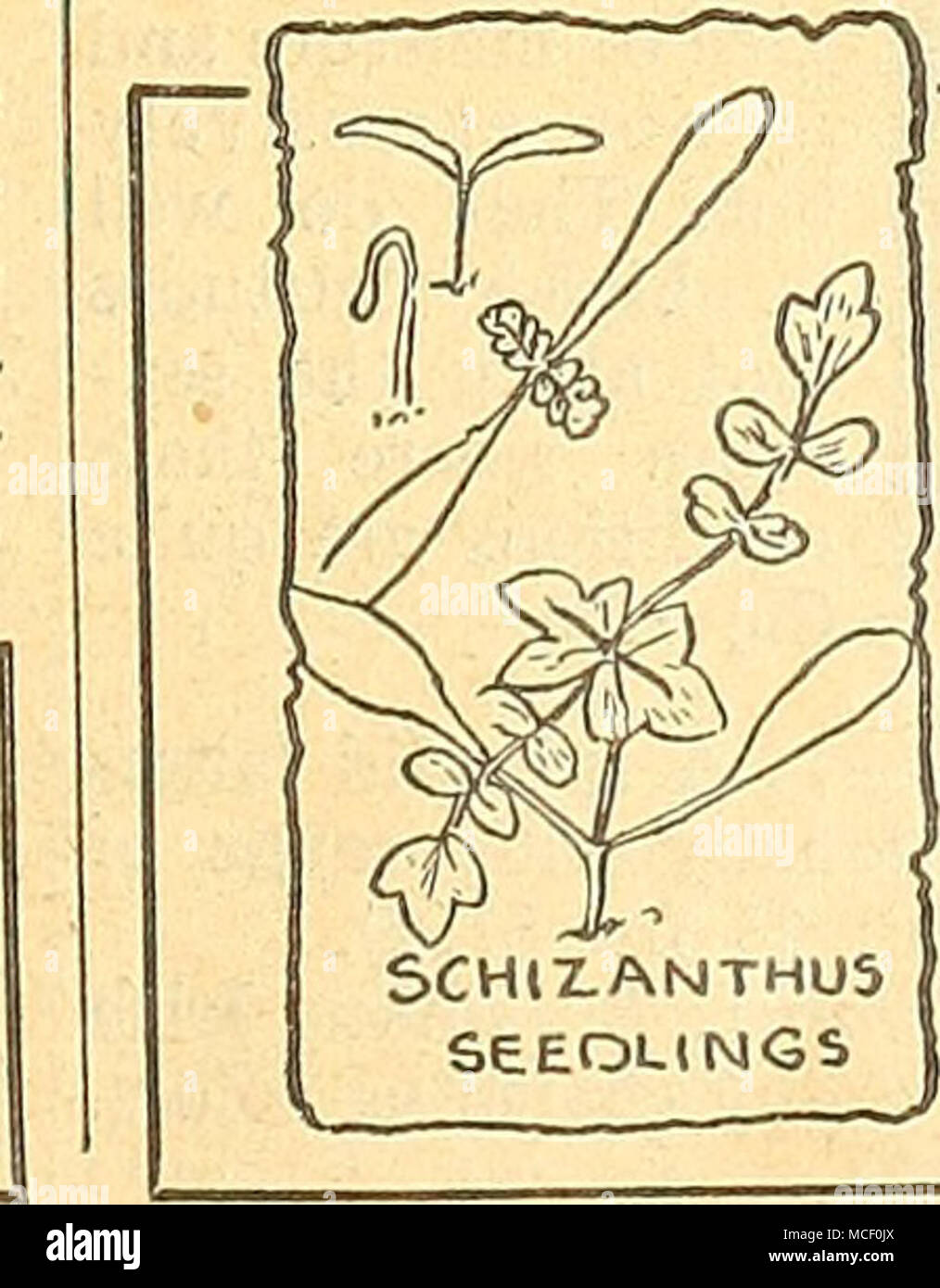 Seed Packet Drawing