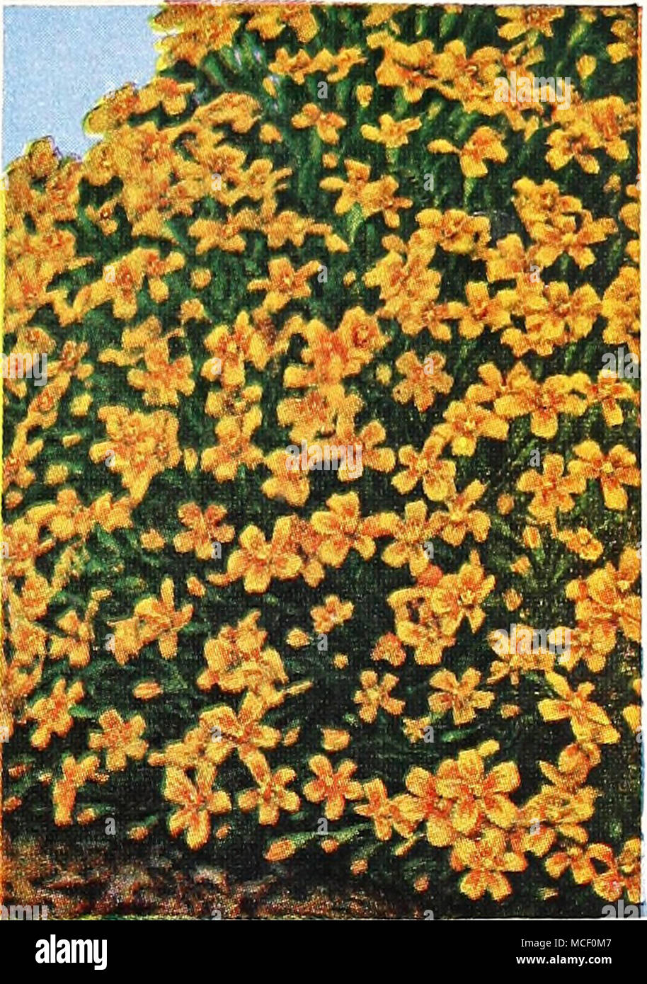 . 4253 Miniature Marigold, Gnome (A) Tagetas sig)iata pumila Compact 9 ...