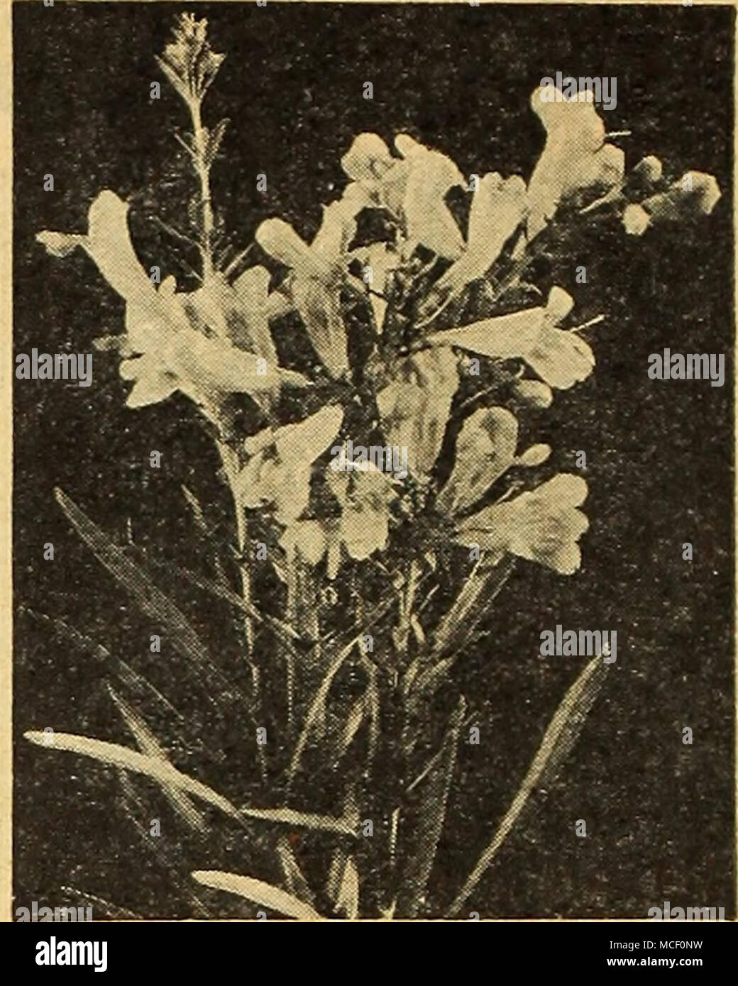 Scarlet chelone hi-res stock photography and images - Alamy