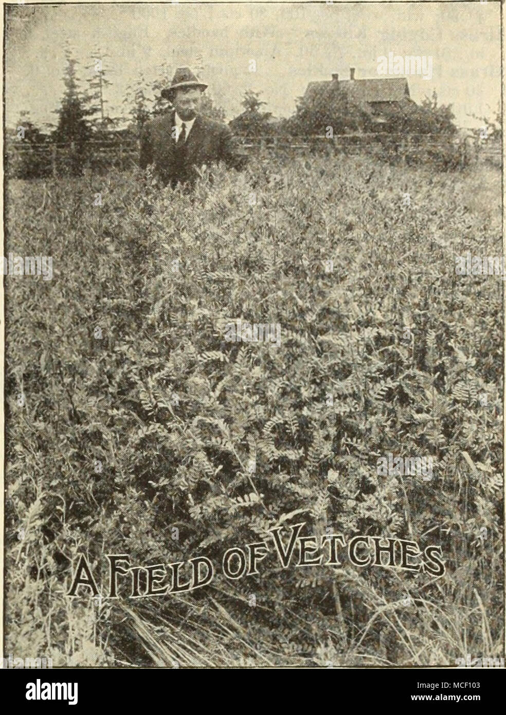 . VETCH. Winter Vetches, or Tares ( Vicia Villosa). Also called Sand ...
