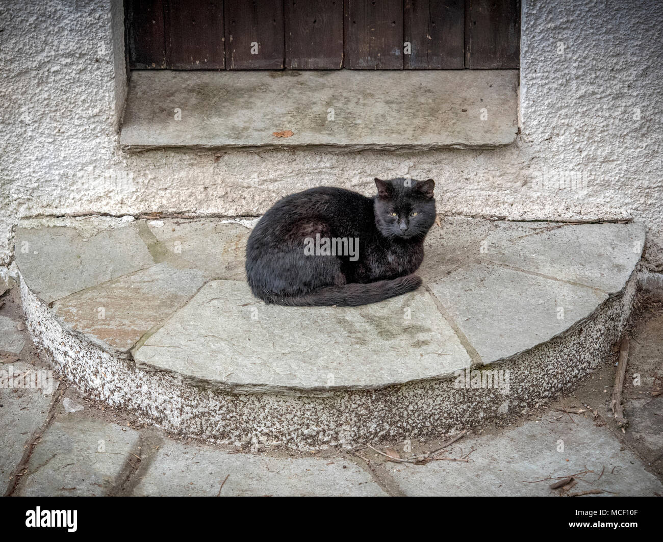 Afraid of cats hi-res stock photography and images - Alamy
