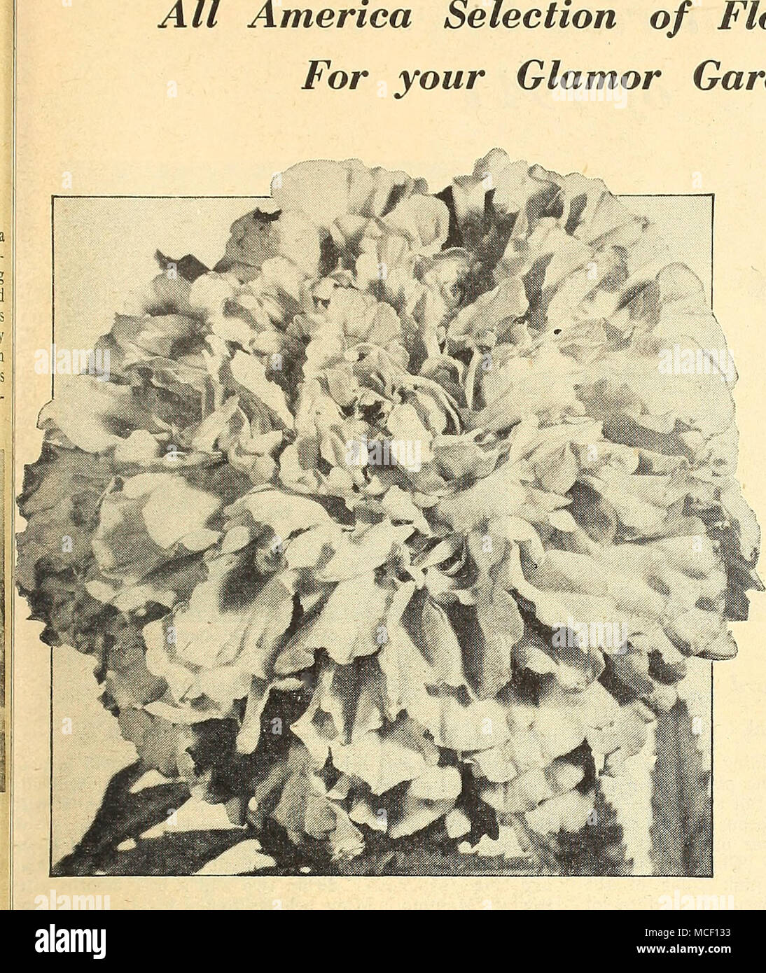 Splendor carnation hi-res stock photography and images - Alamy