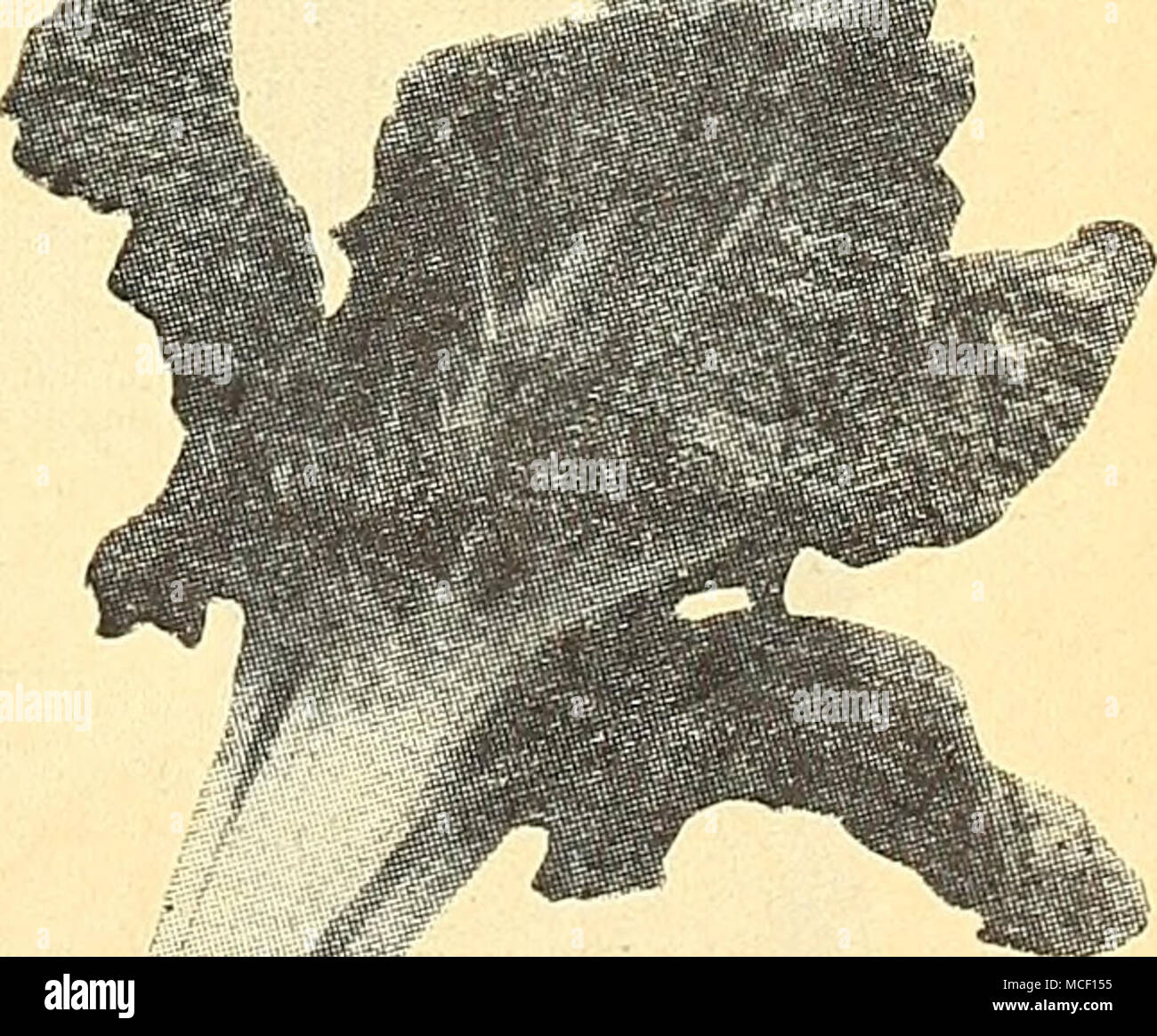 . p^ ' Swiss Chard,. Lucullus Swiss Chard gives wholesome greens all ...