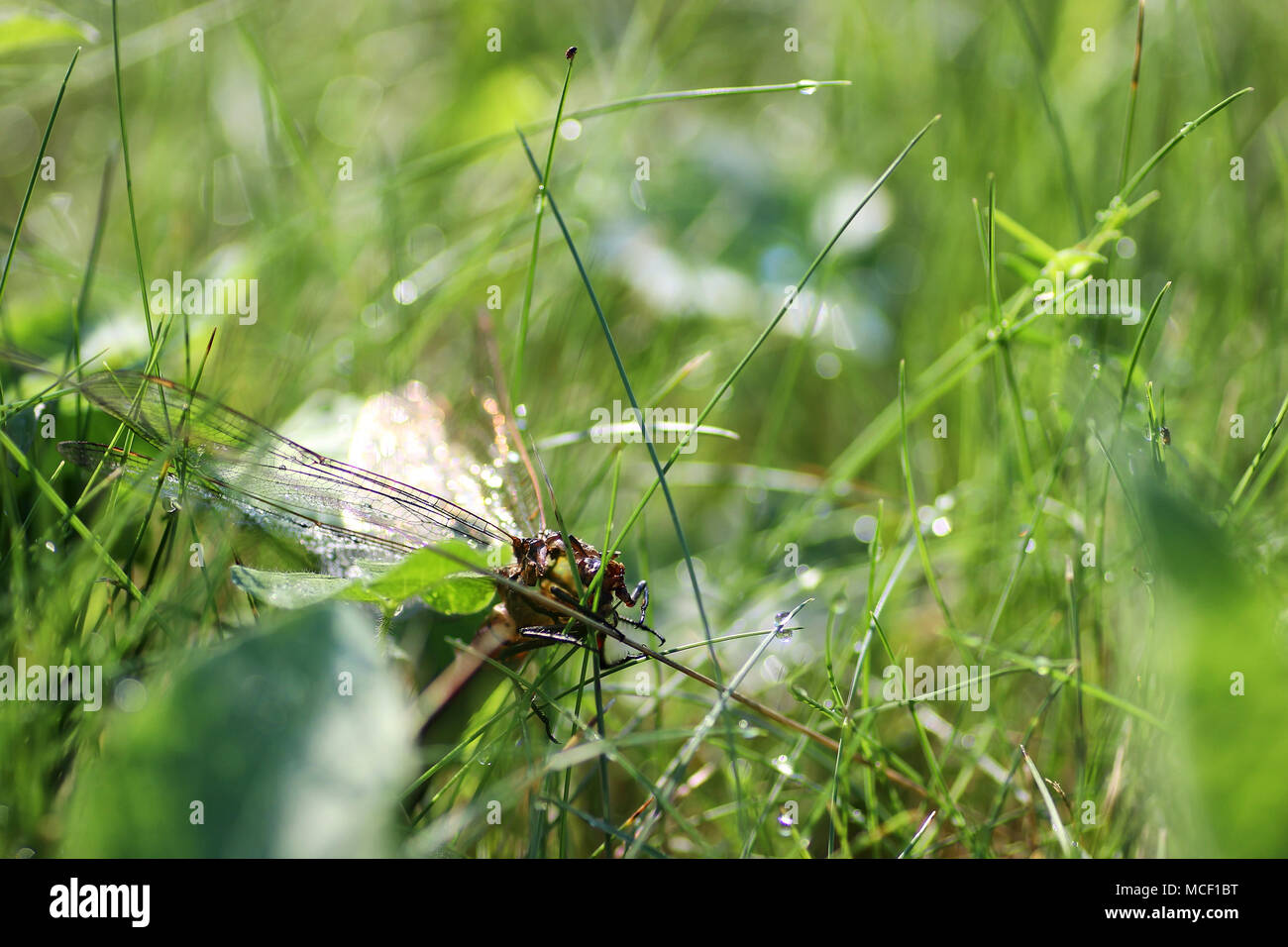 little grasshopper on grass Stock Photo - Alamy