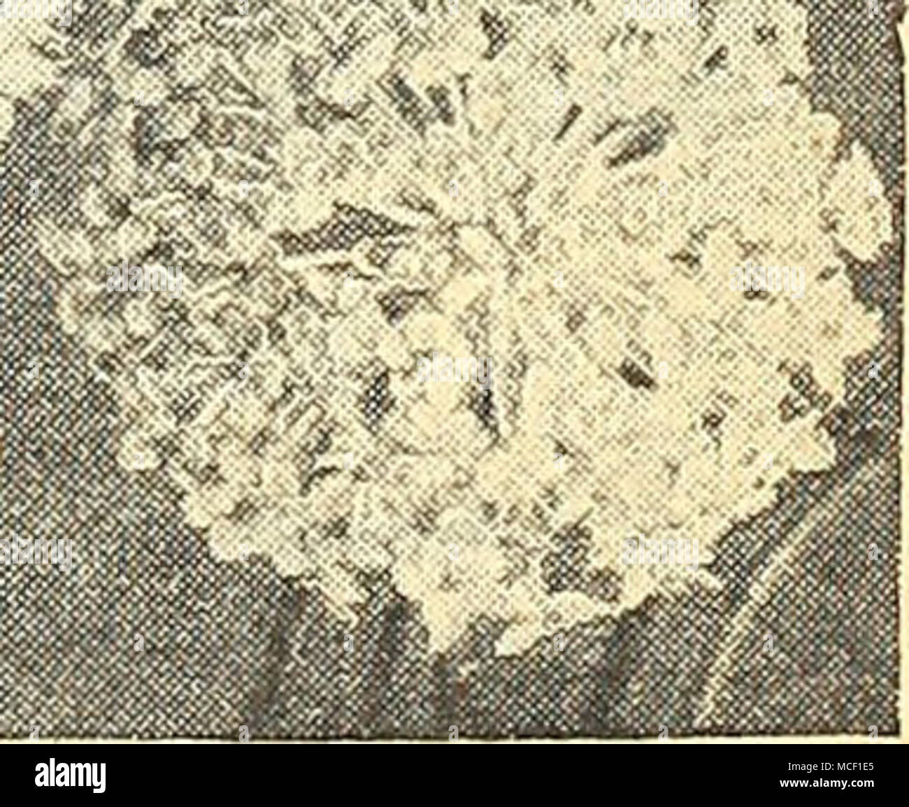 . Â£%.Â«â .â ' DidiscusâBlue Lace Flower DidiSCUSâBlue Lace Flower Â ...