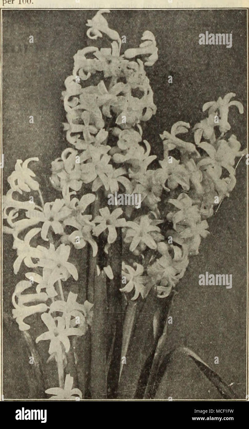 . Early White French Romak Hyacinths Stock Photo - Alamy