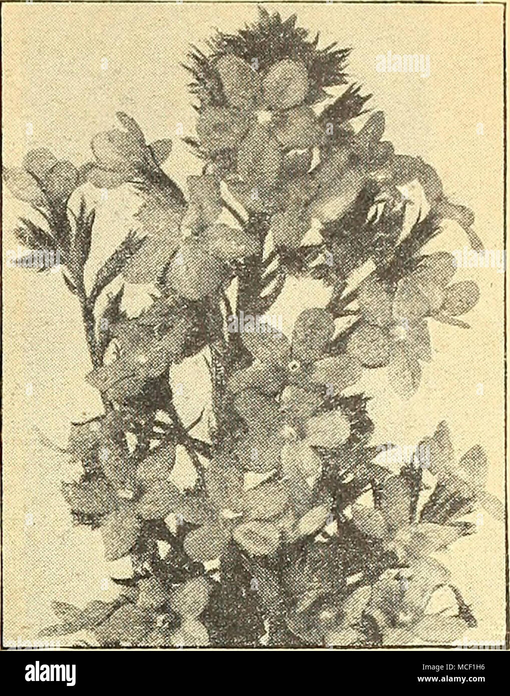 Cape forget me not hi-res stock photography and images - Alamy