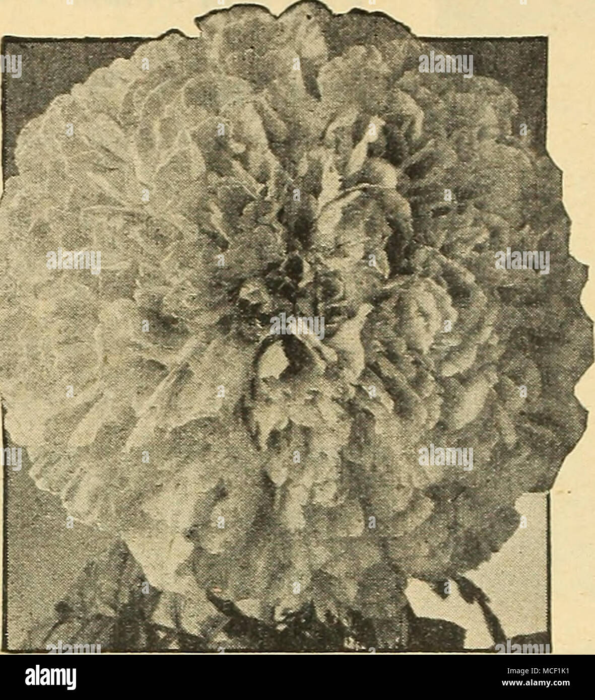 . Marigold, Sunset Giants 2901 Goldsmith A glorious new Chrysanthemum ...