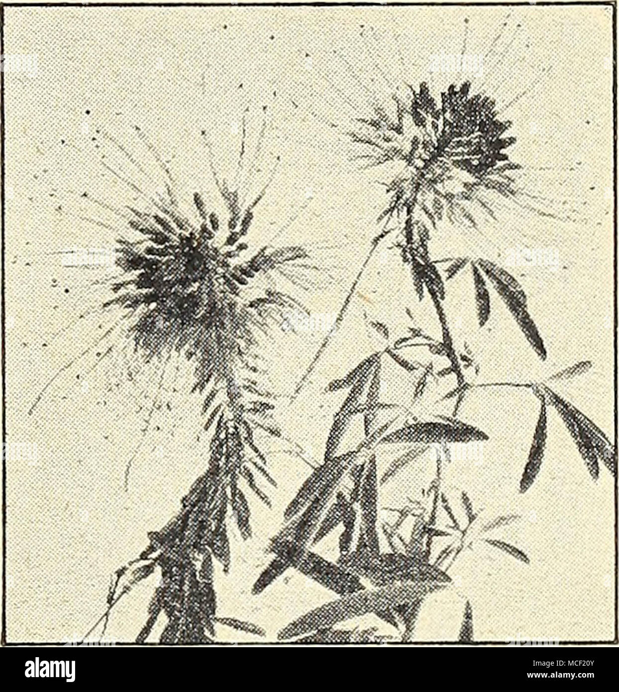 Spider shaped flowers hi-res stock photography and images - Alamy