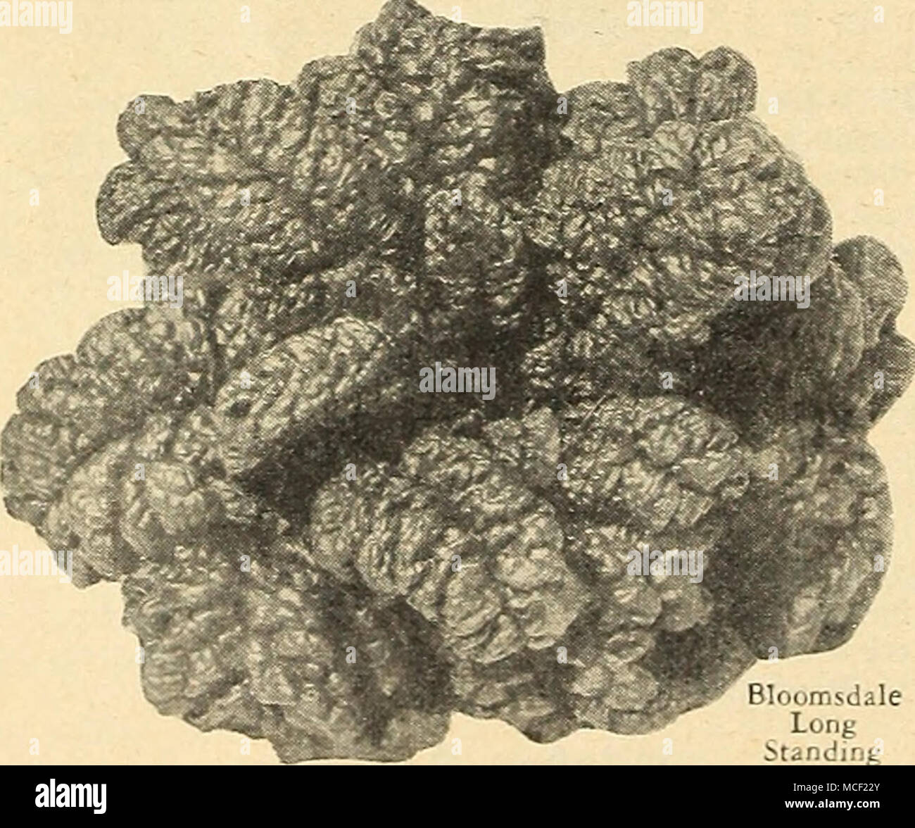 Bloomsdale long standing spinach hi-res stock photography and images ...
