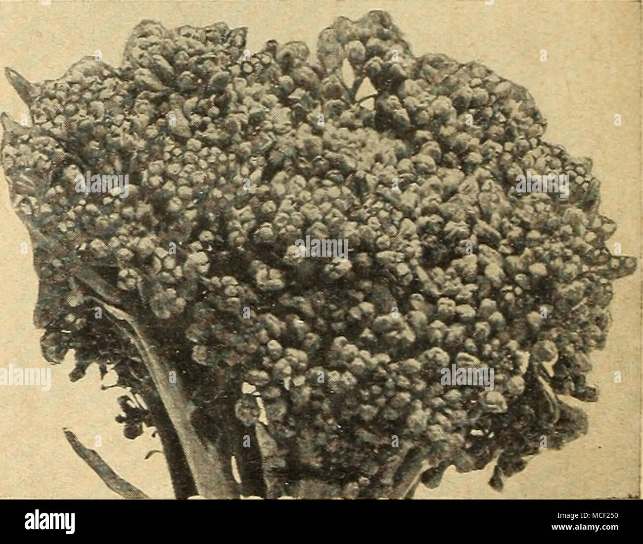 Calabrese greenhouse hi-res stock photography and images - Alamy