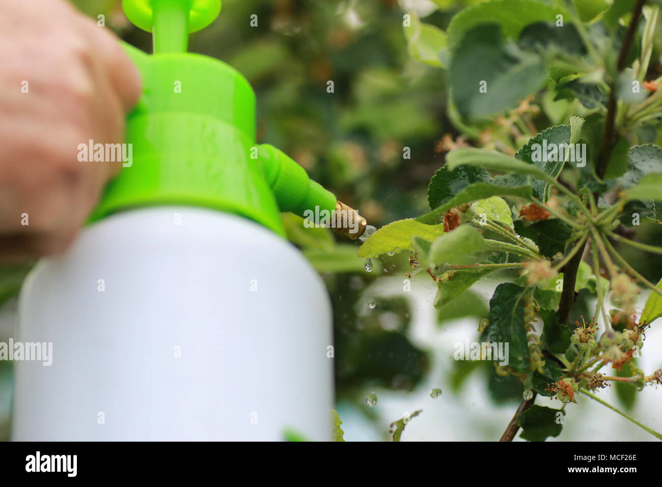 Treatment of plants from insects Stock Photo - Alamy