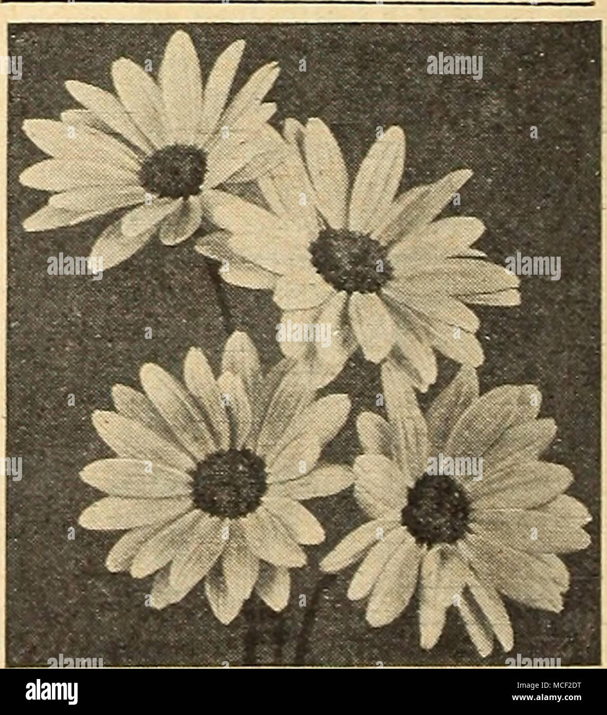 . Pyrethrum hybridum. Single Mixed Pyrethrum hybridum Persian Daisy [hp ...
