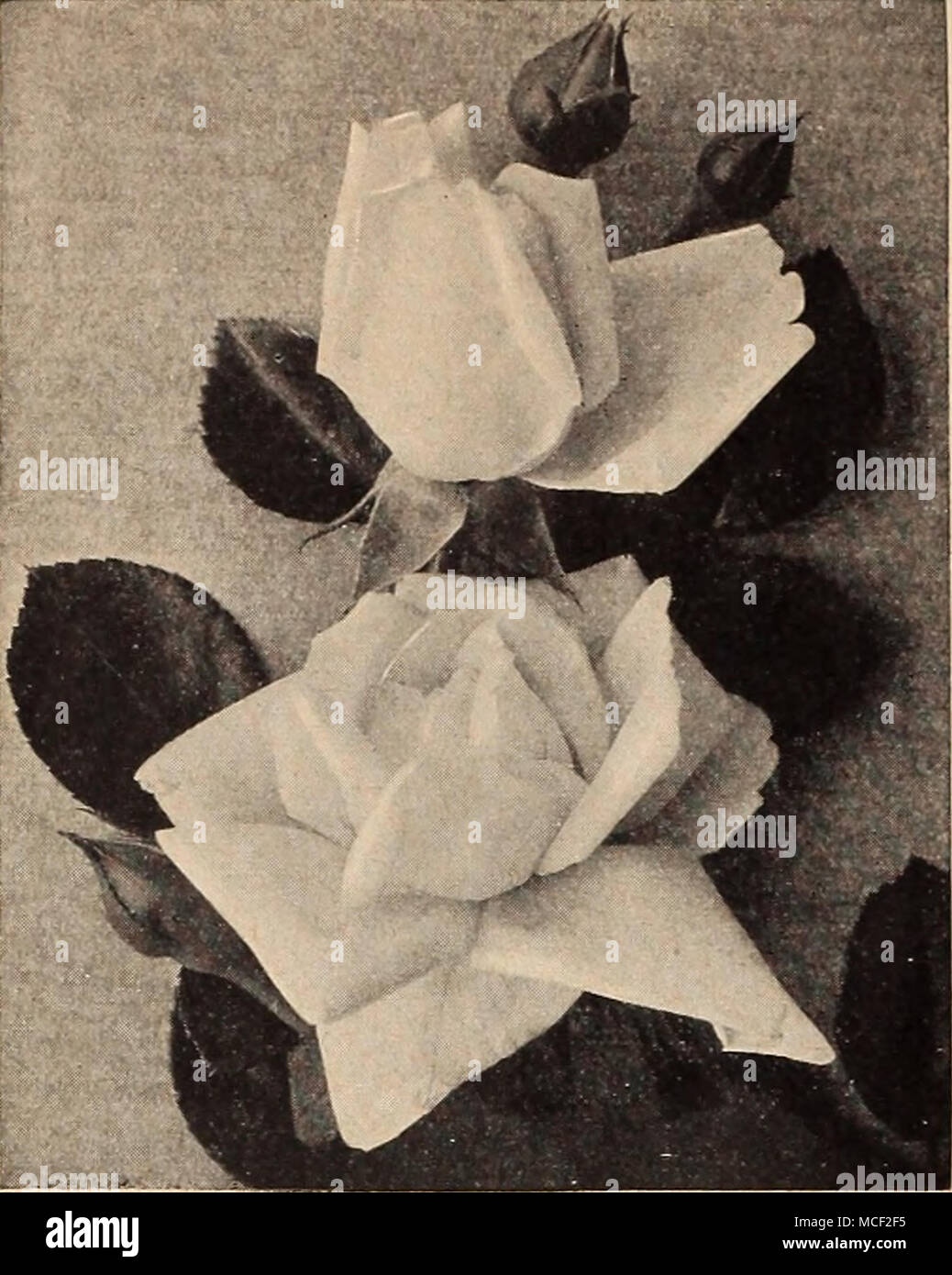 . The New Dawn Five Outstanding Hardy Climbing Roses of Recent ...