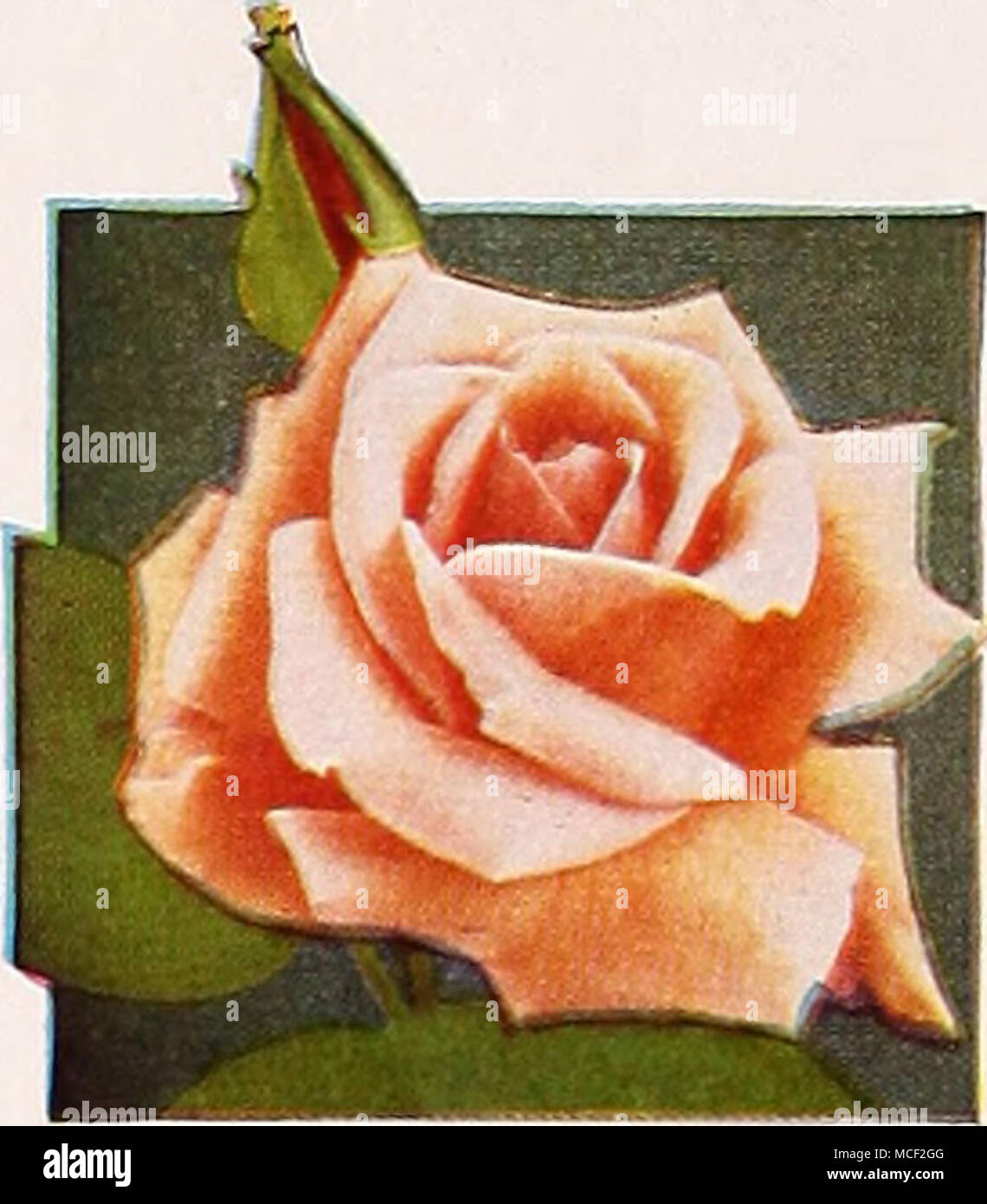 . 18-165 Mrs. Sam McGredy The Dreer Dozen Hardy Everblooming Hybrid-Tea ...