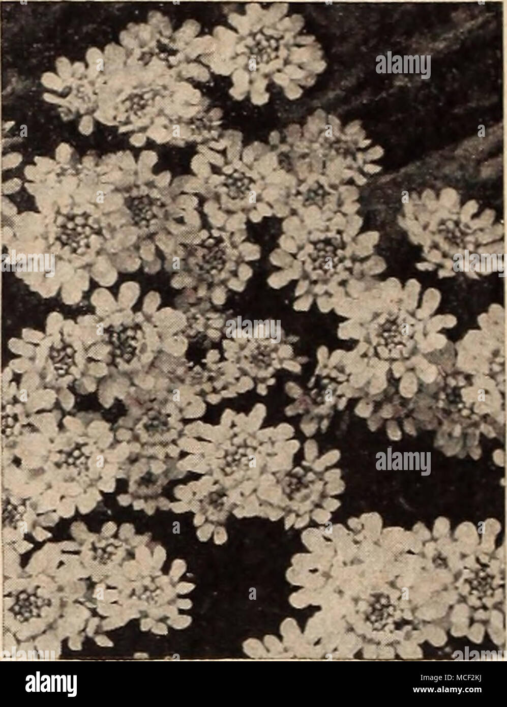 . Iberis semper-irens Iberls—Hardy Candytuft A ® 17-315 Sempervirens. 8 ...