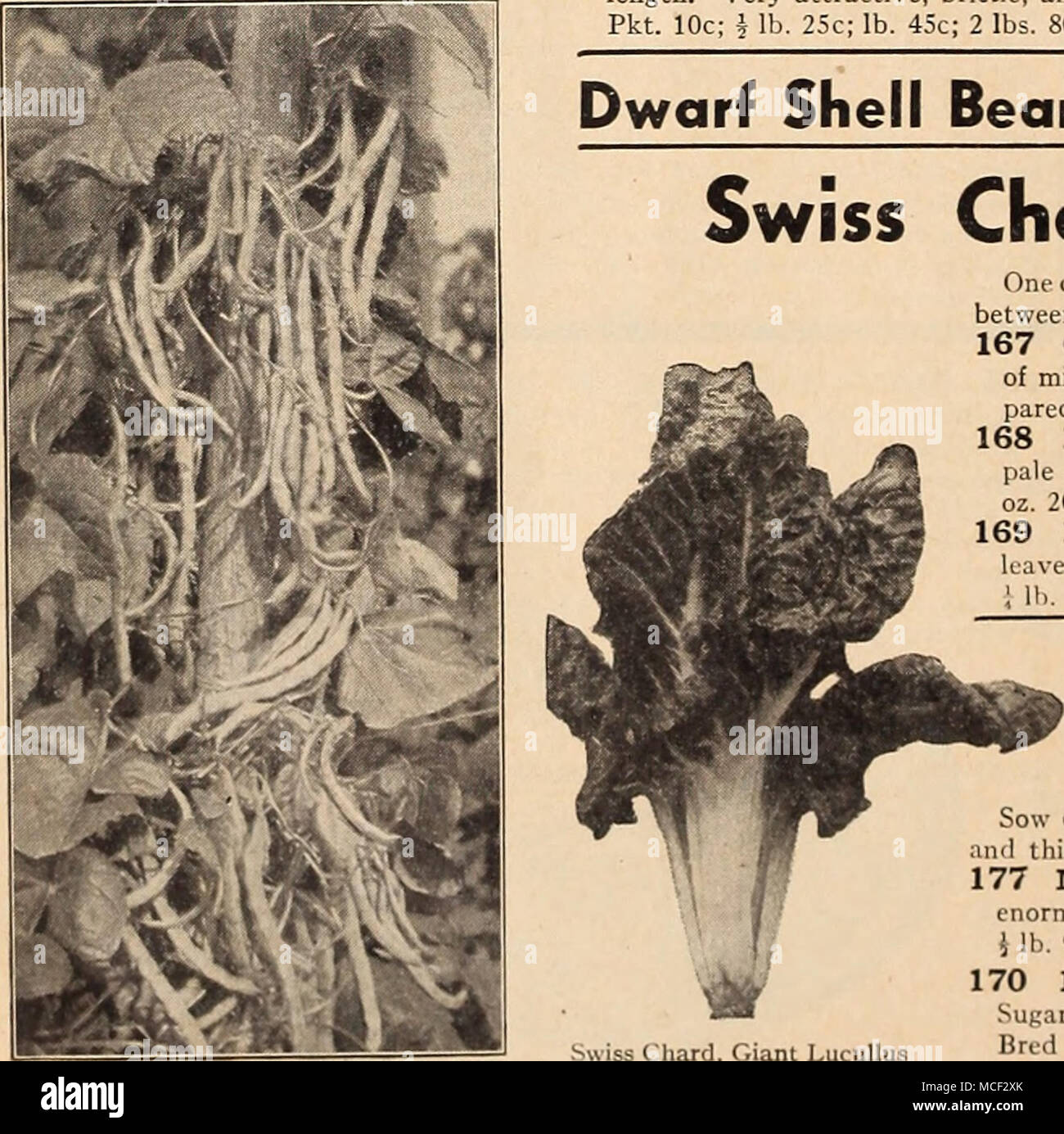 Ribs of chard hi-res stock photography and images - Alamy