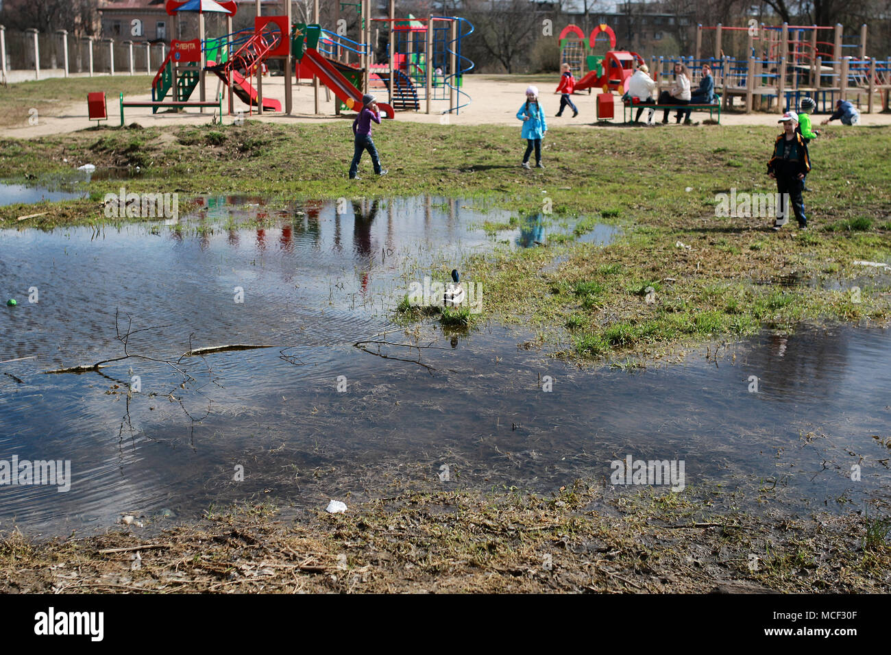 duck in park outdoor Stock Photo - Alamy