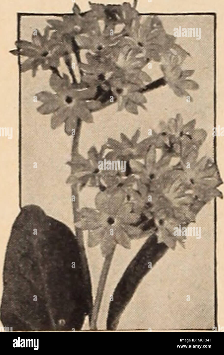 . Abronia—Sand Verbena Abronia—5anrf Verbena ® A 1005 Umbellata rosea ...