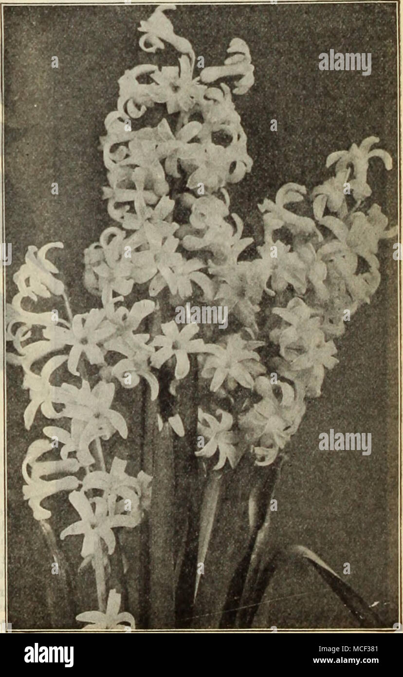 Roman hyacinths hi-res stock photography and images - Alamy