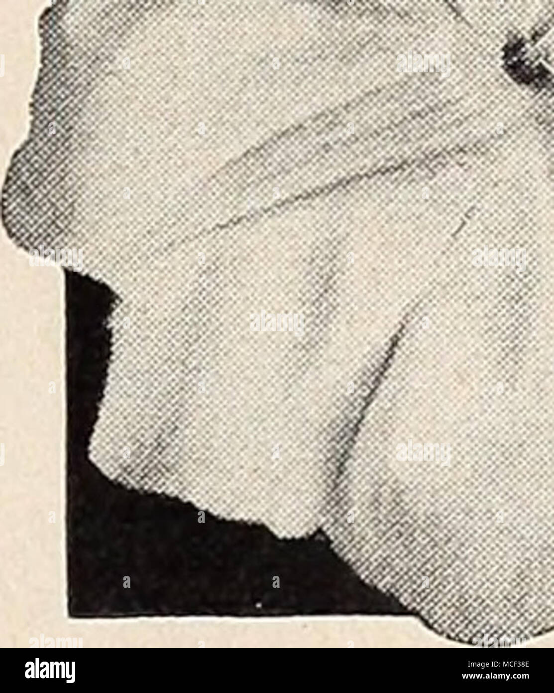 . Moonflower Moonflower § 12-183 Ipomoea noctiflora. This spectacular ...