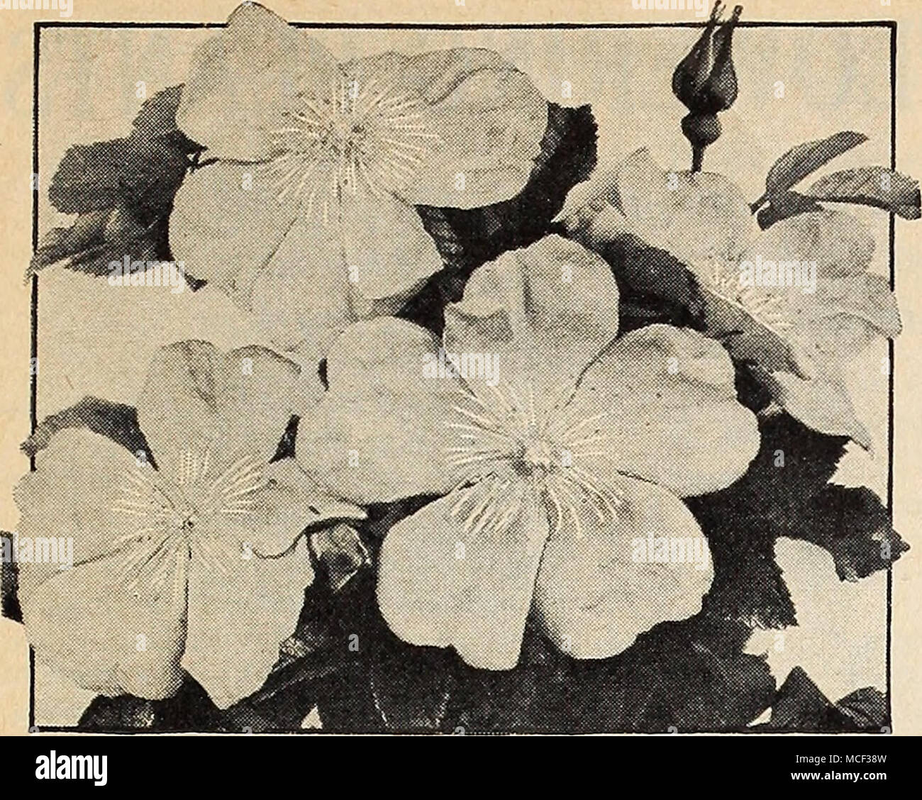 Pink climbing roses on stone hi-res stock photography and images - Alamy