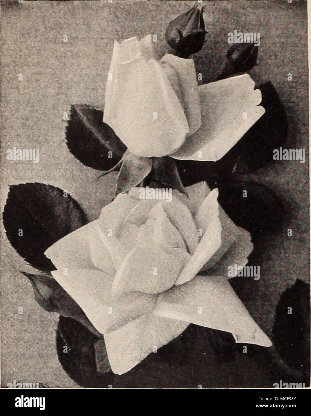 . The New Dawn Five Outstanding Hardy Climbing Roses of Recent ...