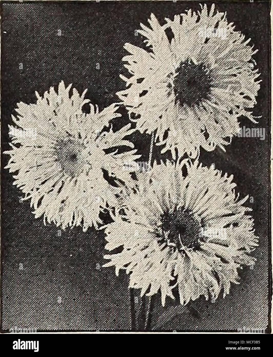 Esther reed hi-res stock photography and images - Alamy