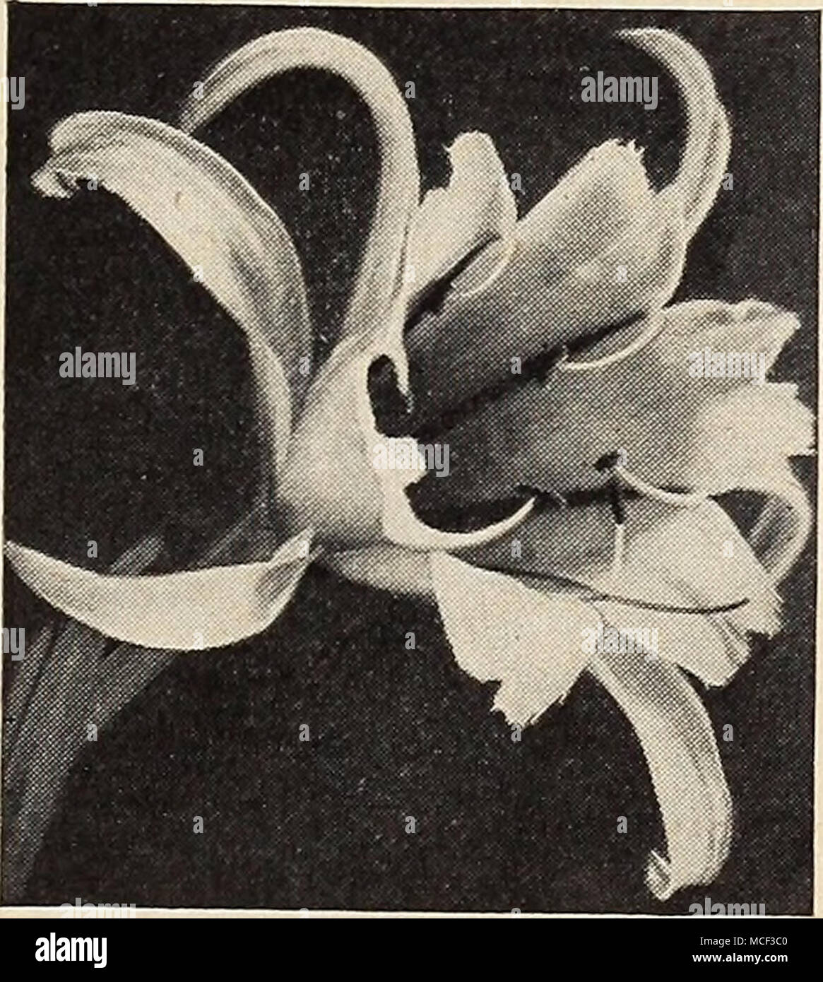. Ismene—Peruvian Daffodil 47-082 Ismene calathina Peruvian Daffodil ...