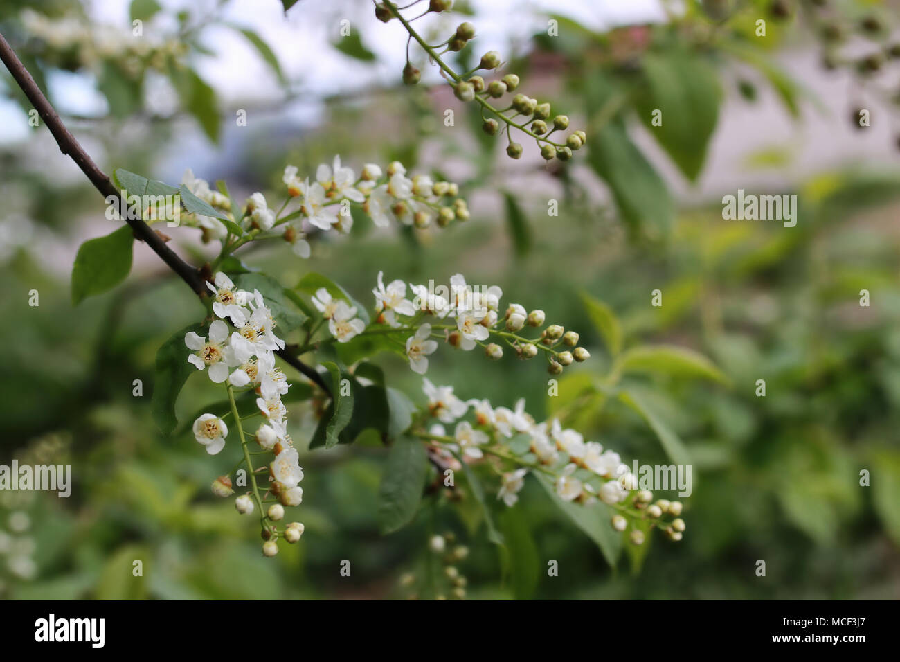 spring macro leaf and flower of new life Stock Photo - Alamy