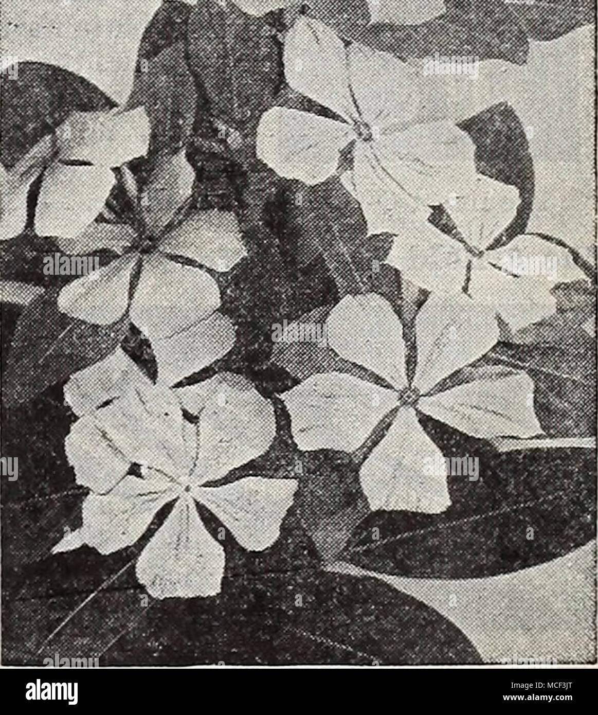 . Vinca rosea Stock Photo - Alamy