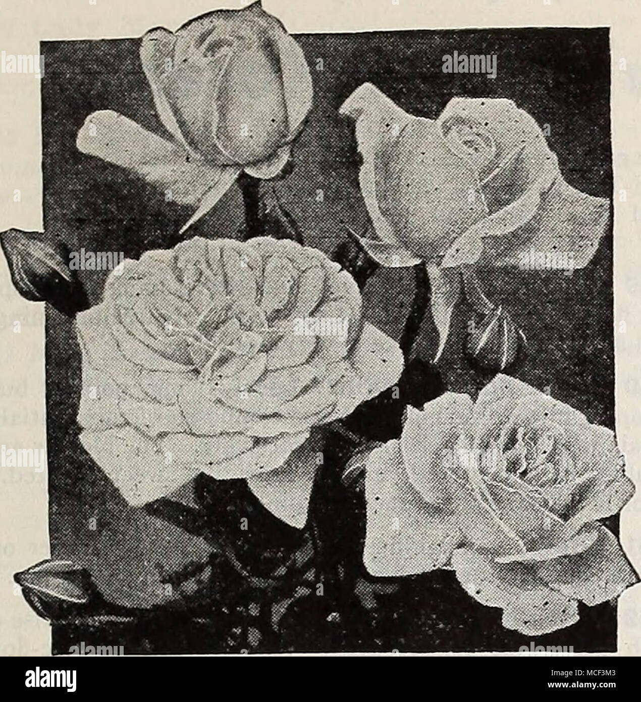 . Apricot Glow Six Outstanding Hardy Climbing Roses of Recent ...