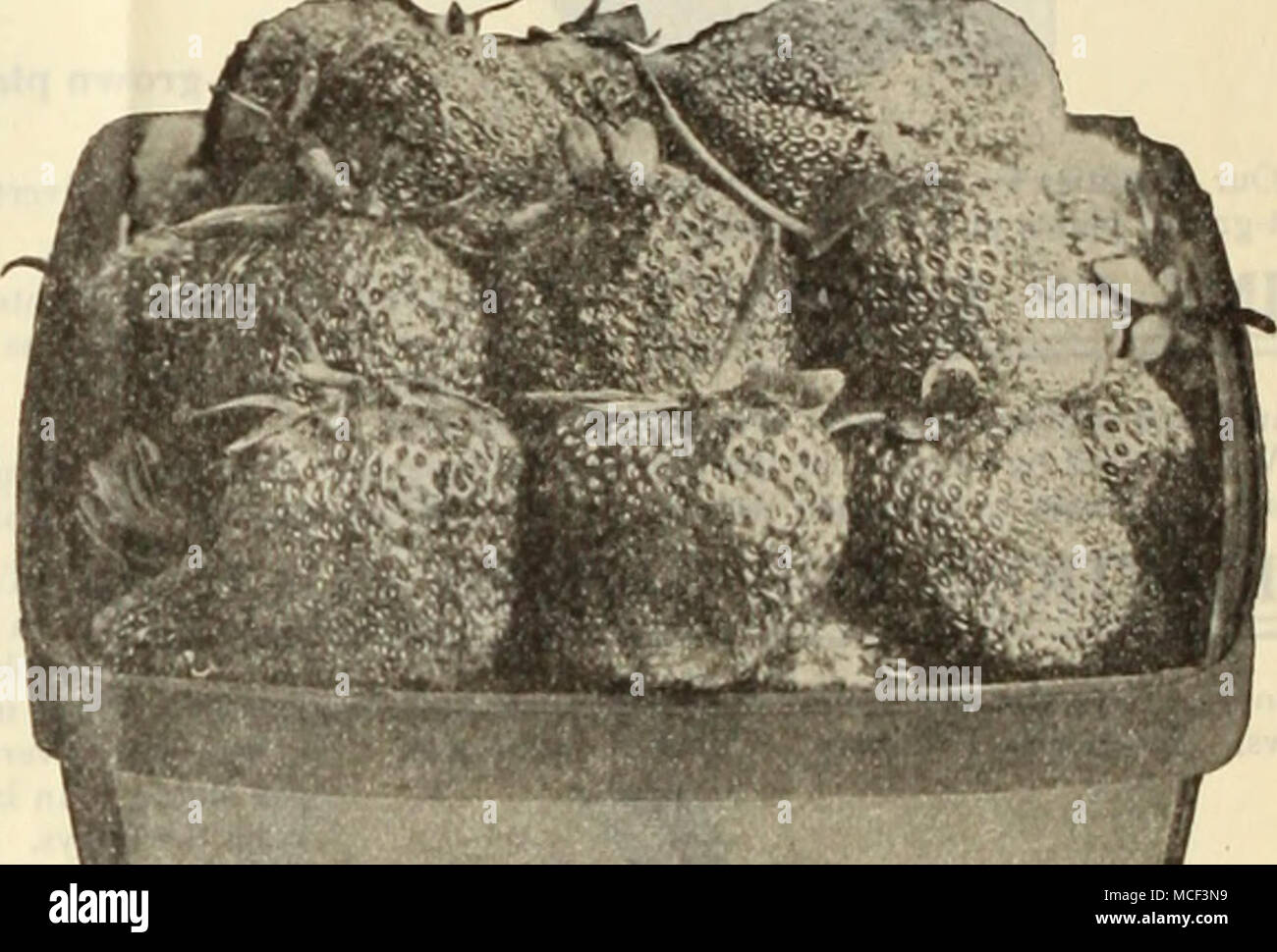 Branfil hi-res stock photography and images - Alamy