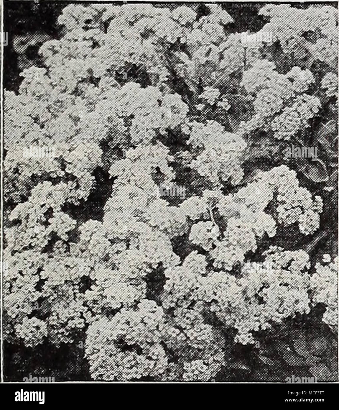 Dwarf yarrow hi-res stock photography and images - Alamy