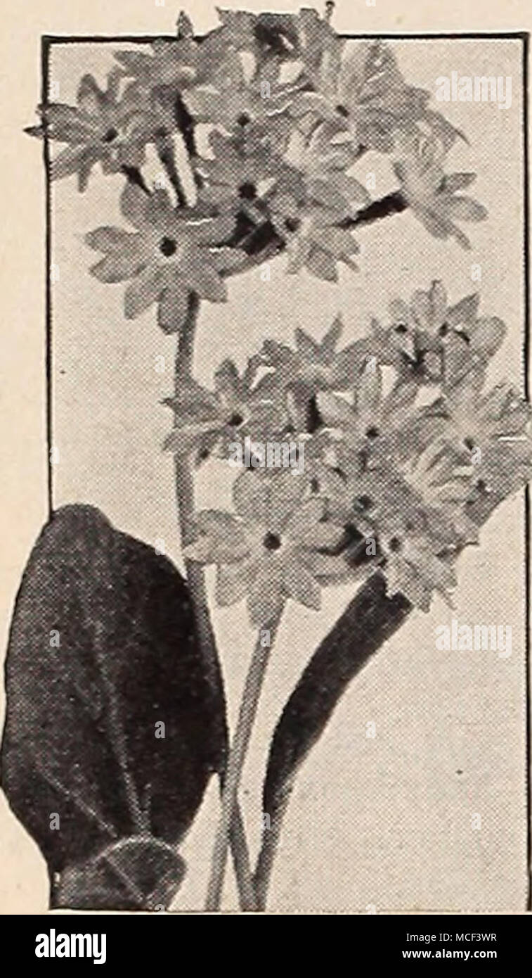 . Abronia—Sand Verbena Abronia— Sand Verbena ® A 1005 Umbellata rosea ...