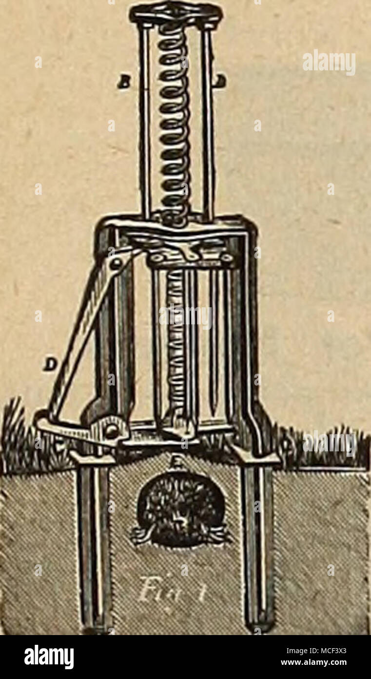 . Dock or Weed Lifter f»Tj Steel Spud Olmstead's Mole Trap Stock Photo ...