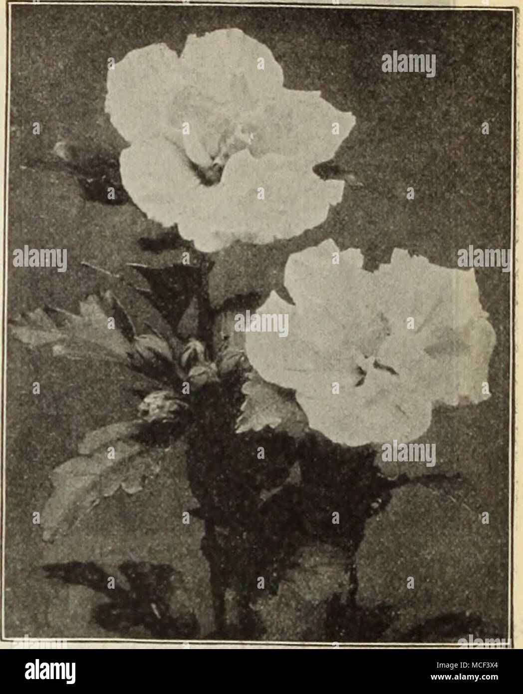 Alha hi-res stock photography and images - Alamy