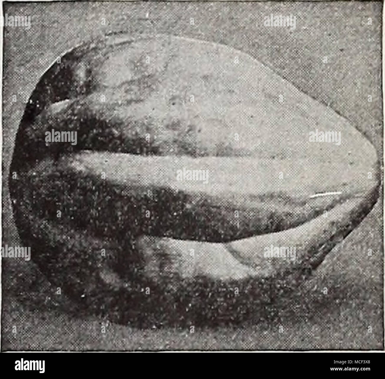 . Golden Table Queen A very popular vining Winter Squash Stock Photo ...