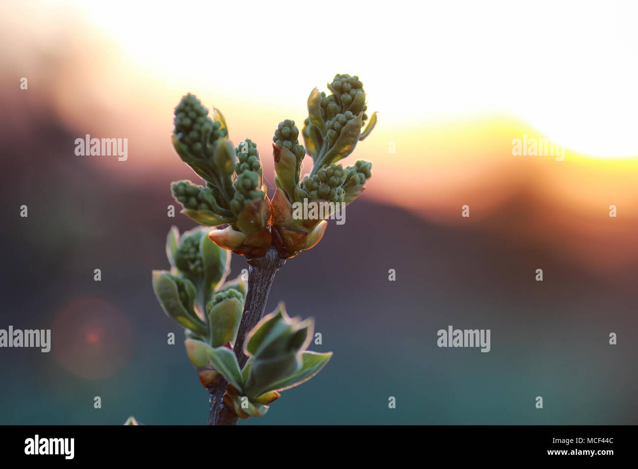 fresh spring leaves on a tree Stock Photo - Alamy