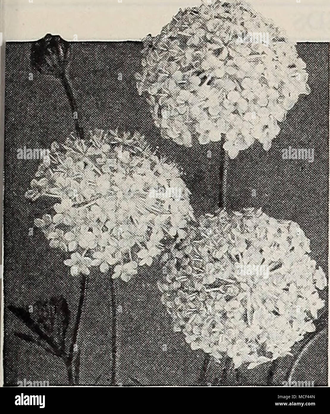 Didiscus lacy pink hi-res stock photography and images - Alamy