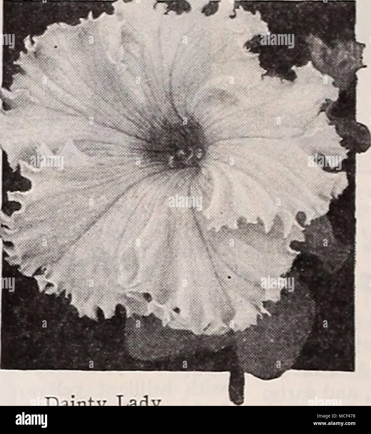 . Dainty Lady Stock Photo - Alamy