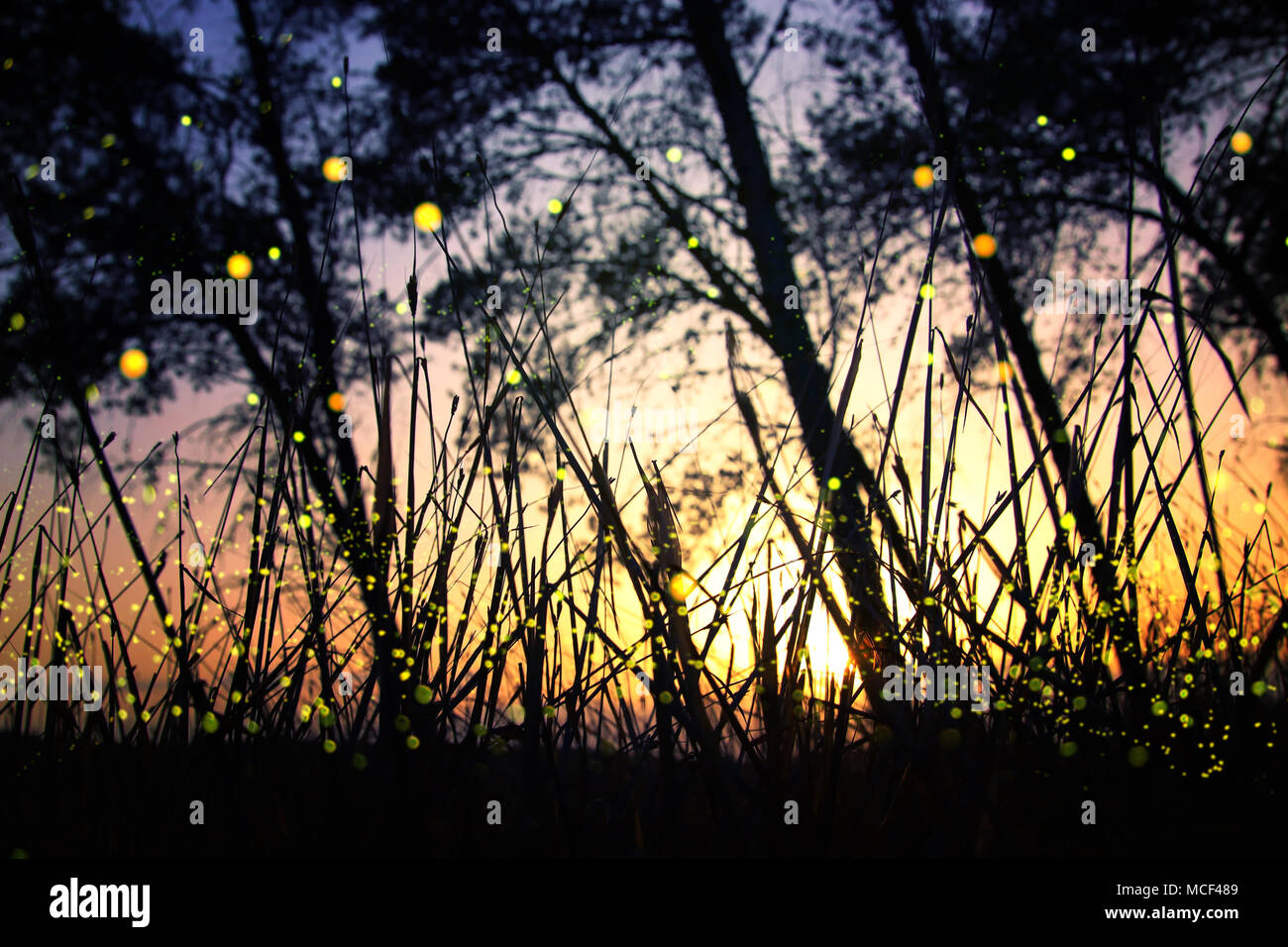 Abstract and magical image of Firefly flying in the night forest. Fairy ...