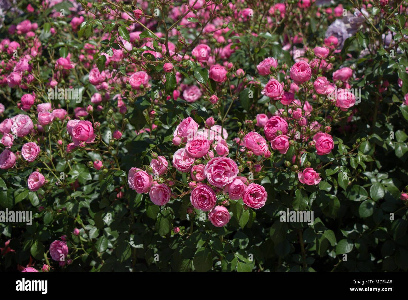 Rose garden full of beautiful fresh roses Stock Photo - Alamy